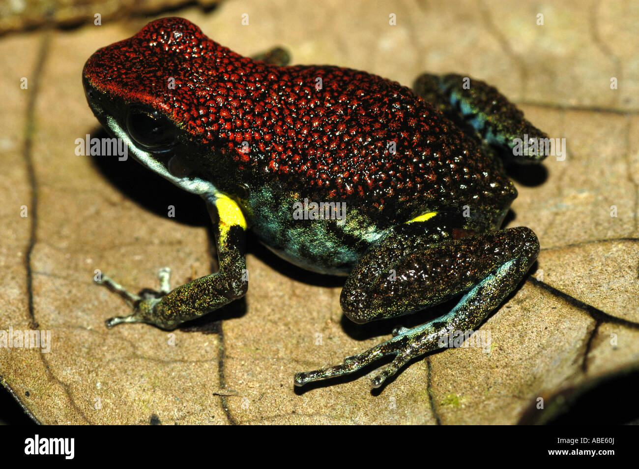 Zaparo hi-res stock photography and images - Alamy