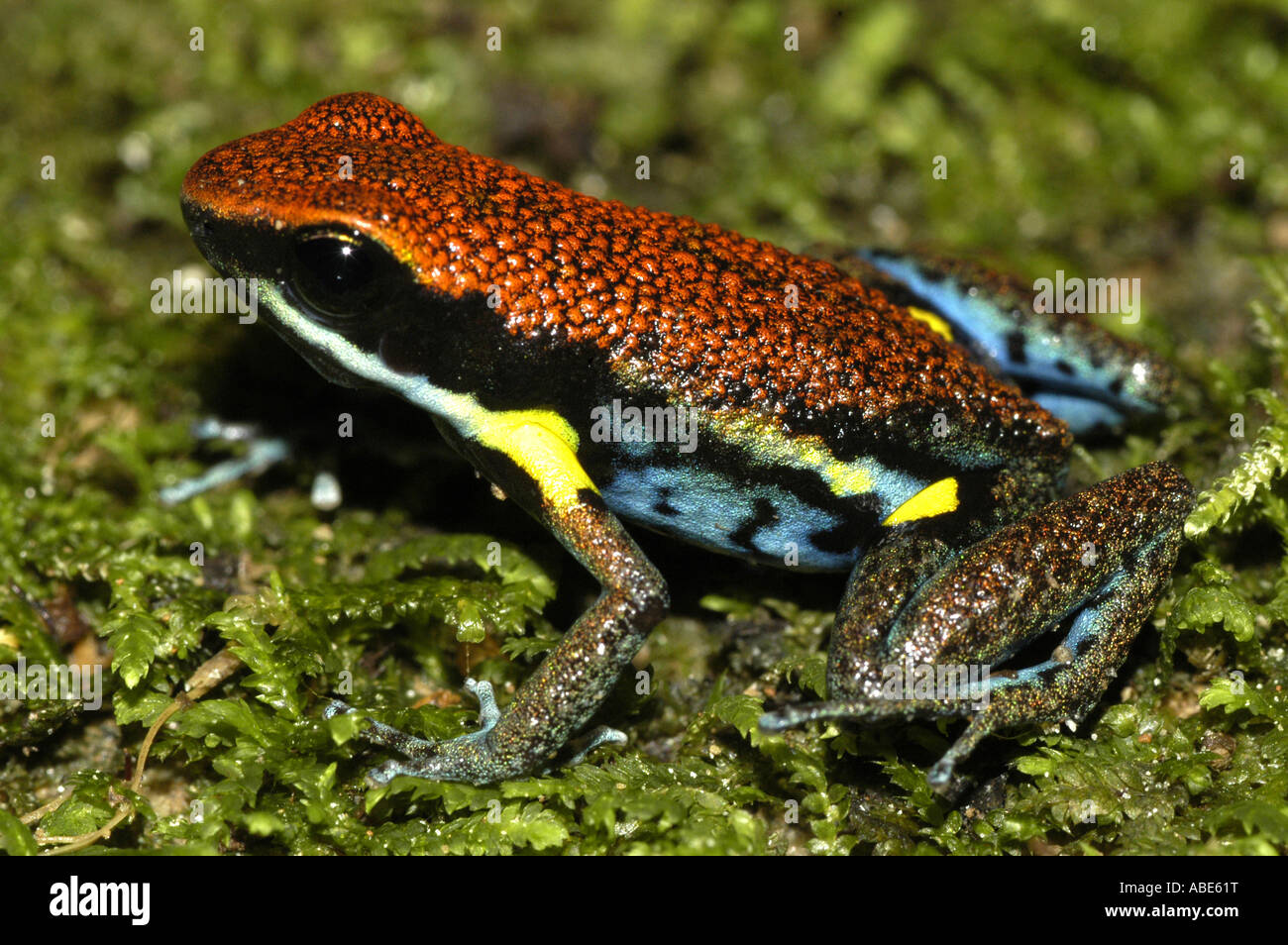 A Poison Arrow Frog (Epipedobates zaparo) from Tiputini, Ecuador Stock ...