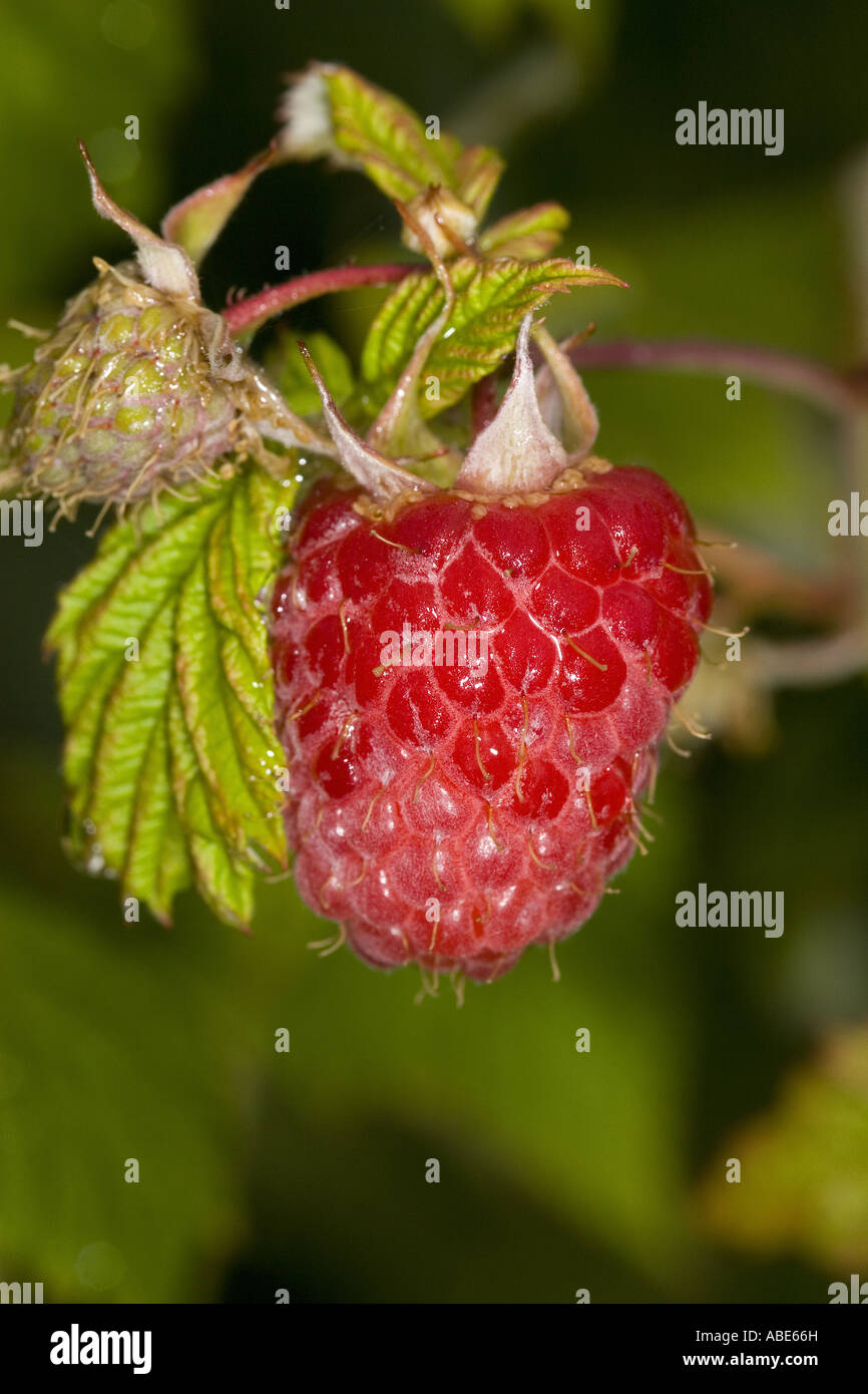 Rasberries and cream hi-res stock photography and images - Alamy