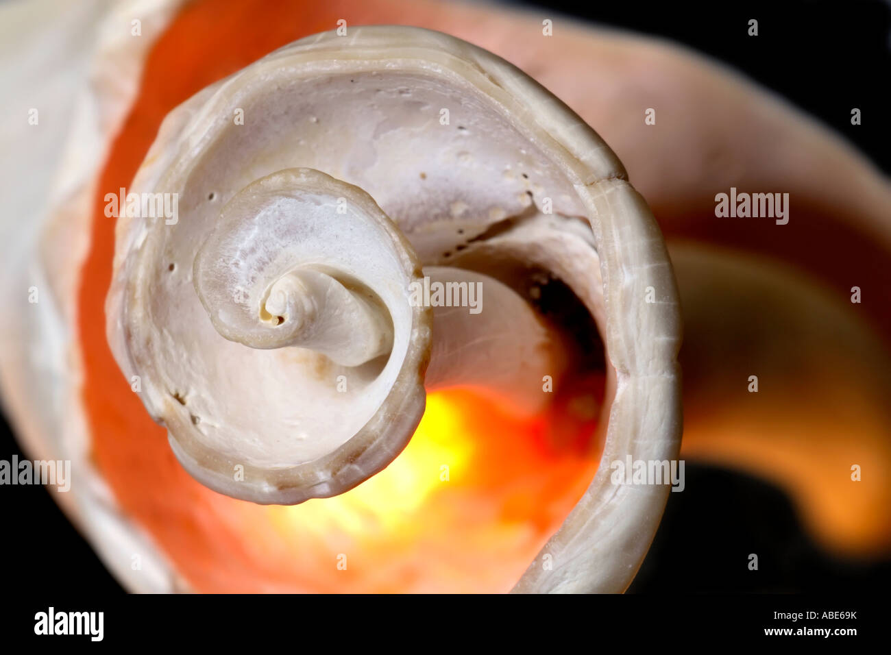 Conch shell macro Stock Photo - Alamy