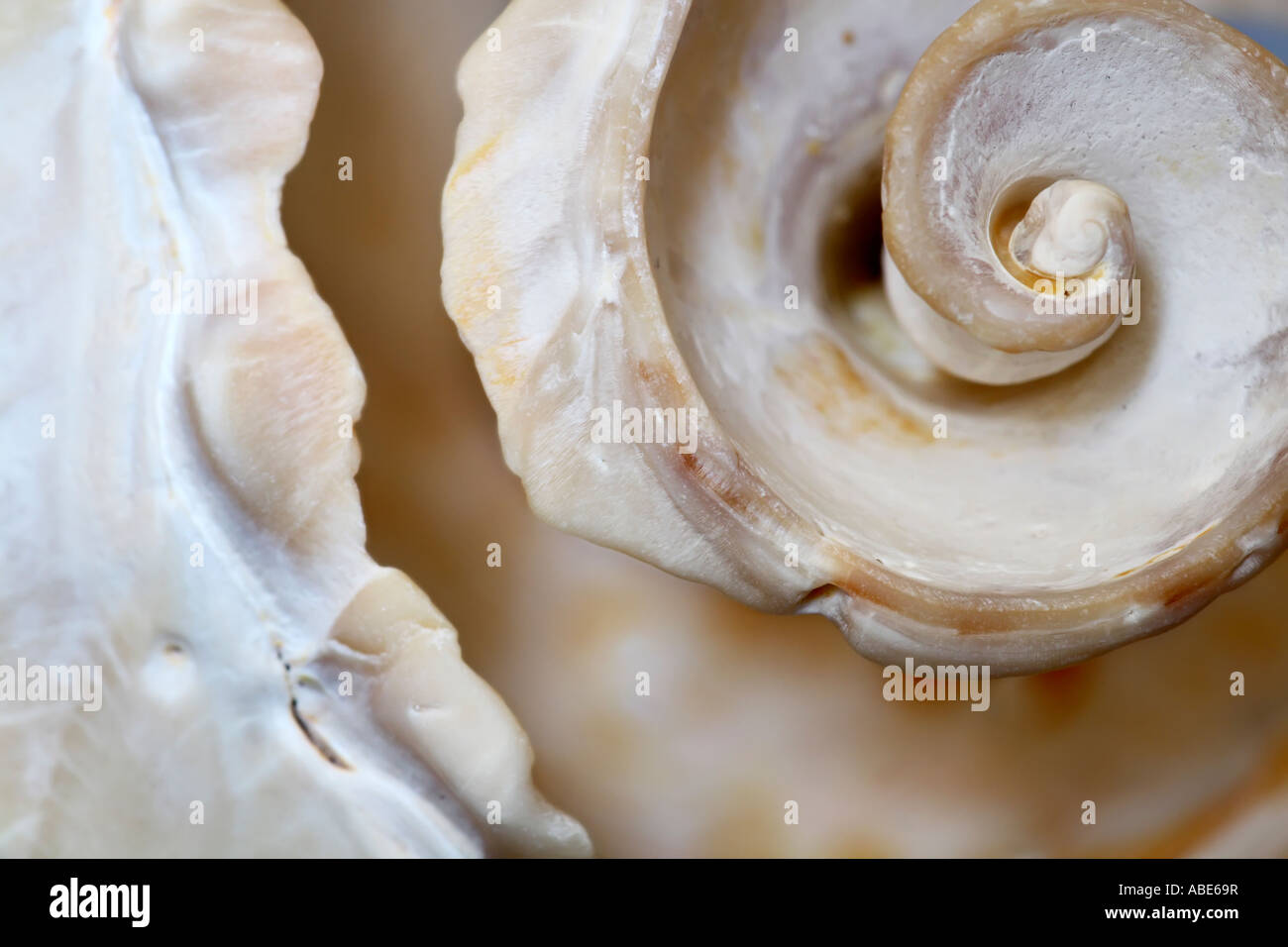 Conch shell macro Stock Photo - Alamy
