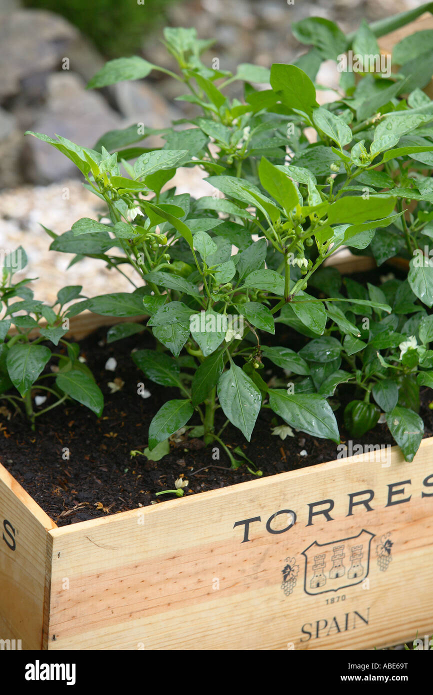 THE TORRES TAPAS GARDEN. DESIGNER:ANTHEA GUTHRIE Stock Photo - Alamy