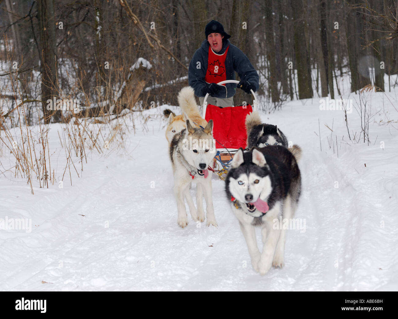 Huskies pulling sleigh hi-res stock photography and images - Alamy