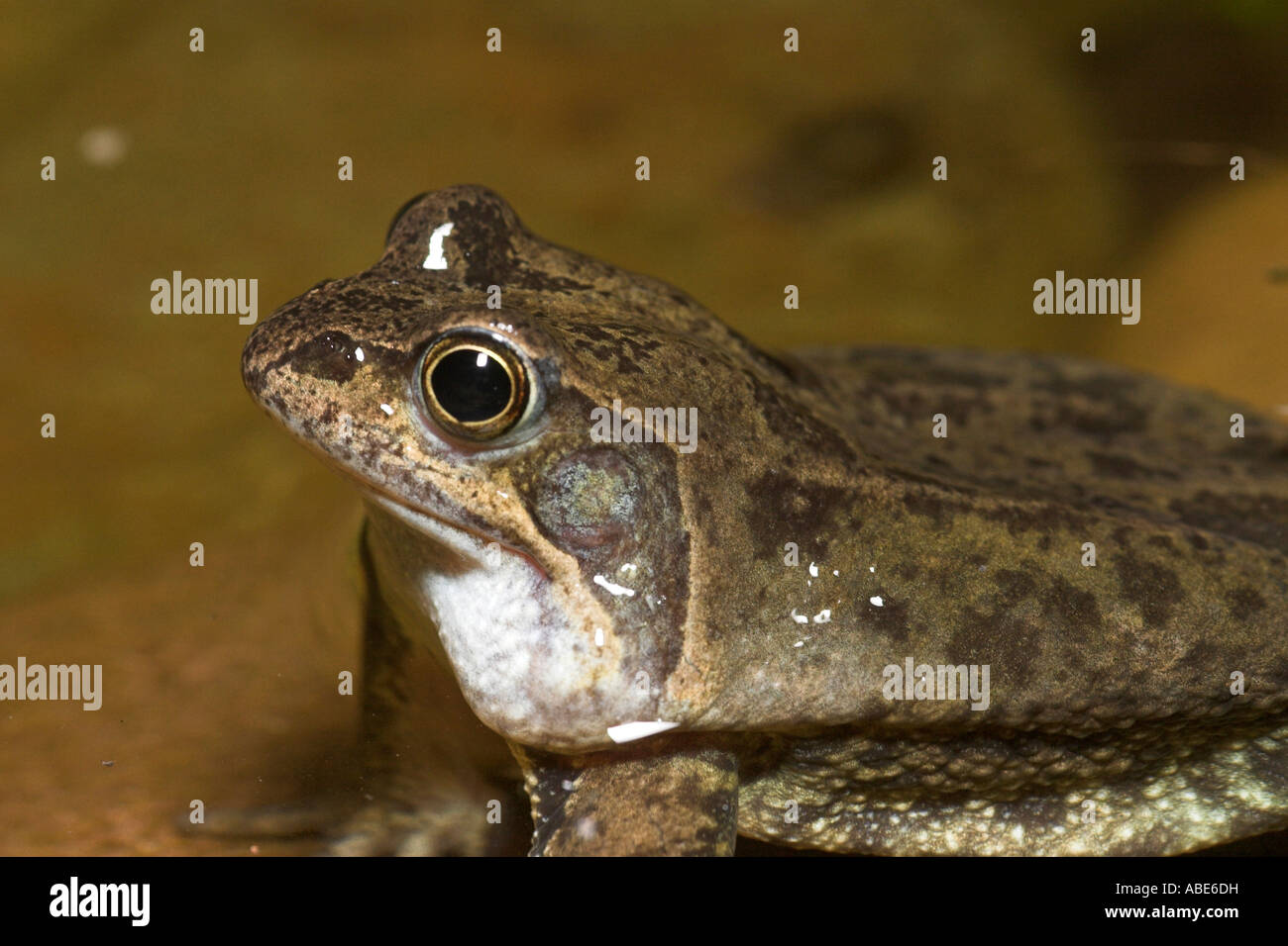 Male common frog waiting for females in a garden pond Stock Photo - Alamy