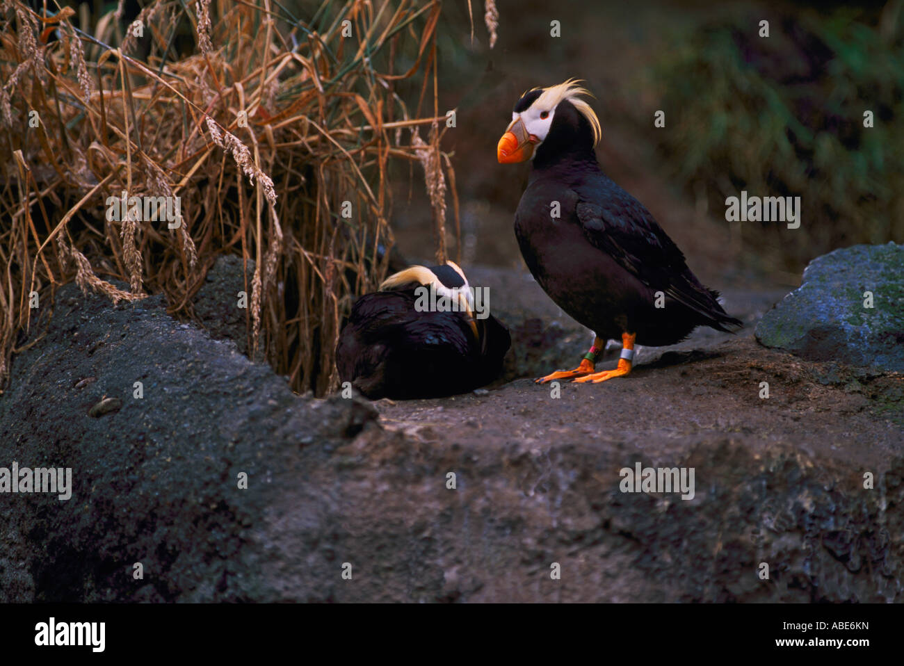 Point defiance tacoma zoo hi-res stock photography and images - Alamy