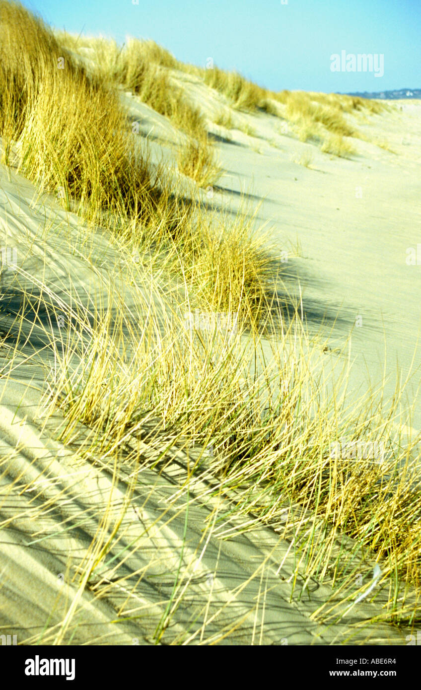 Marram grass growing on sand dunes at a beach under blue sky Stock ...