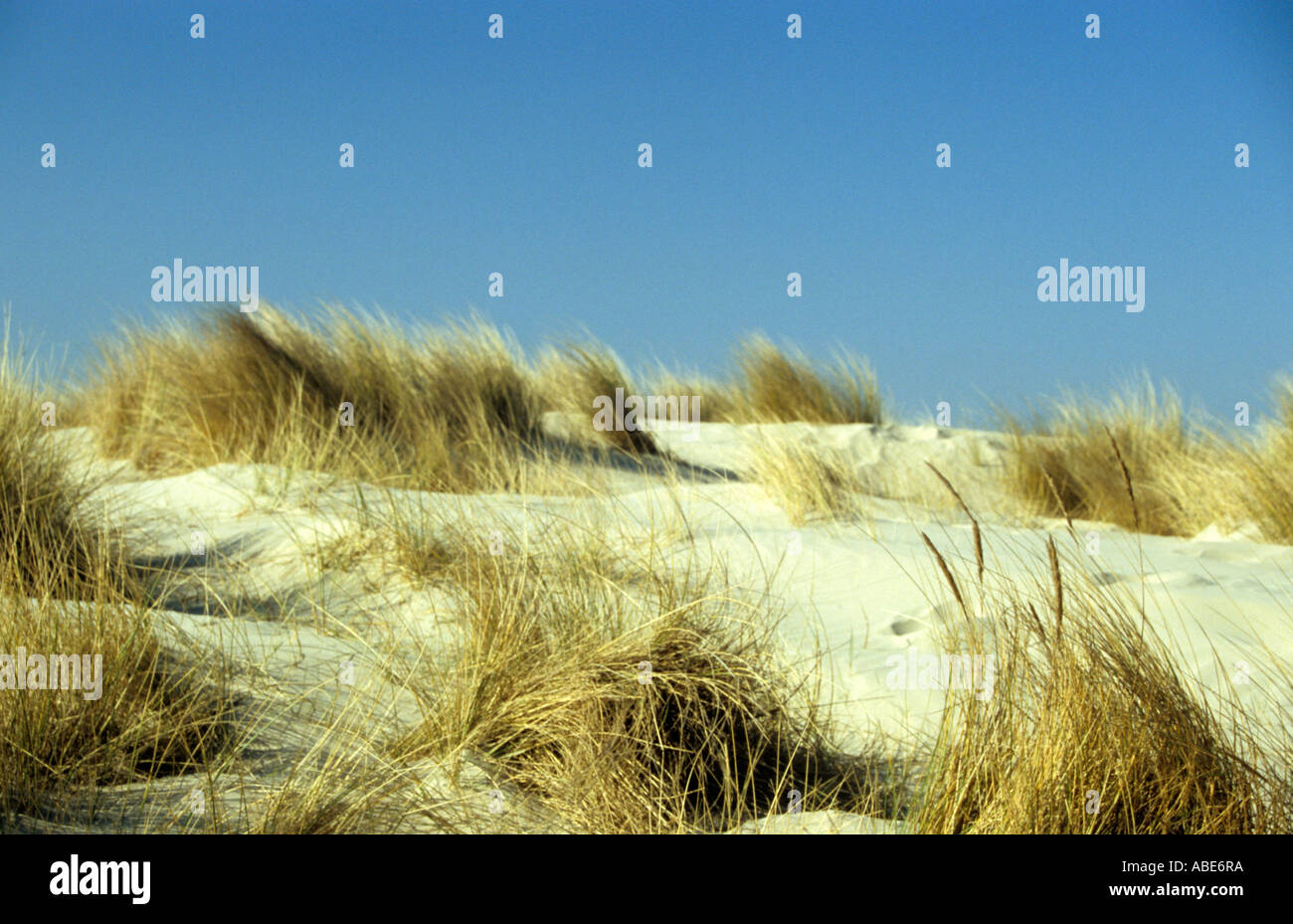 Marram grass growing on sand dunes at a beach under blue sky Stock ...
