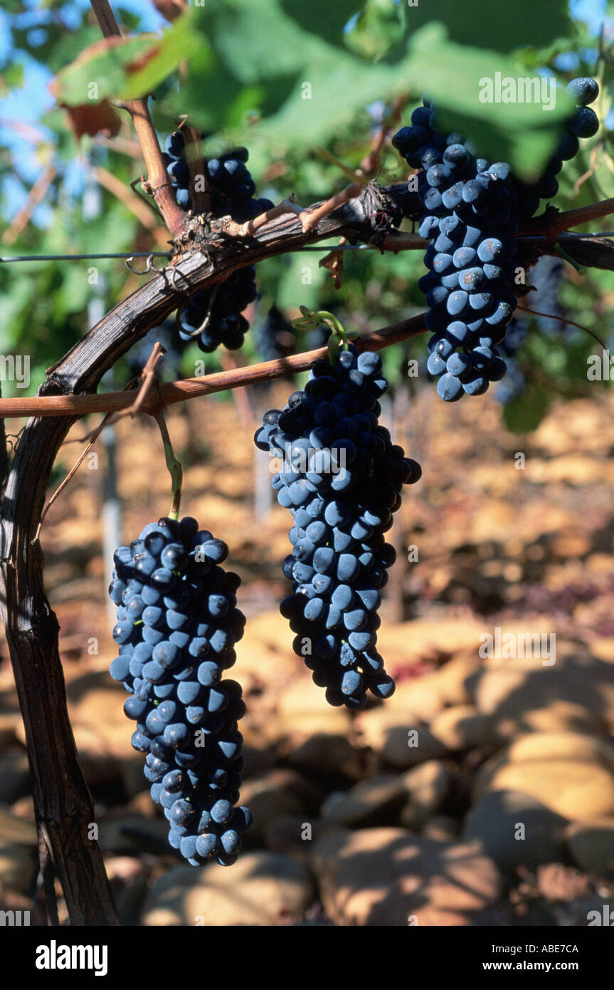 Syrah grapes france hi-res stock photography and images - Alamy