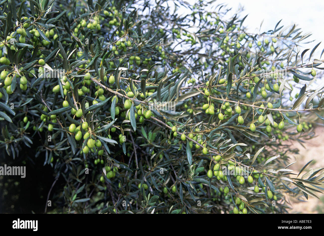 Baux de provence olives hi-res stock photography and images - Alamy