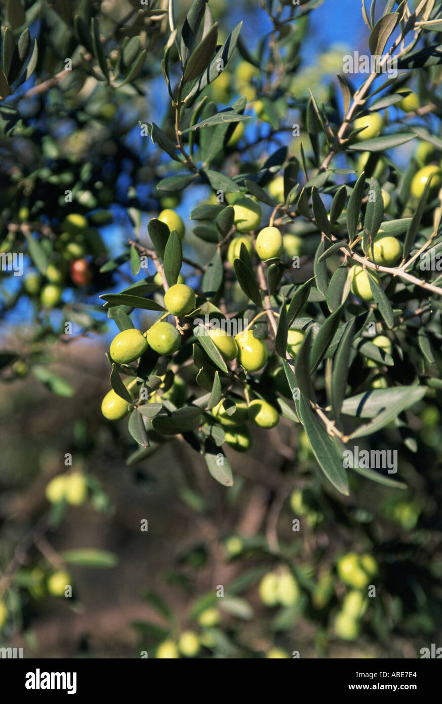 Baux de provence olives hi-res stock photography and images - Alamy