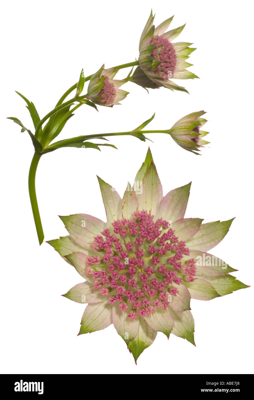Astrantia Major Buckland High Resolution Stock Photography and Images ...
