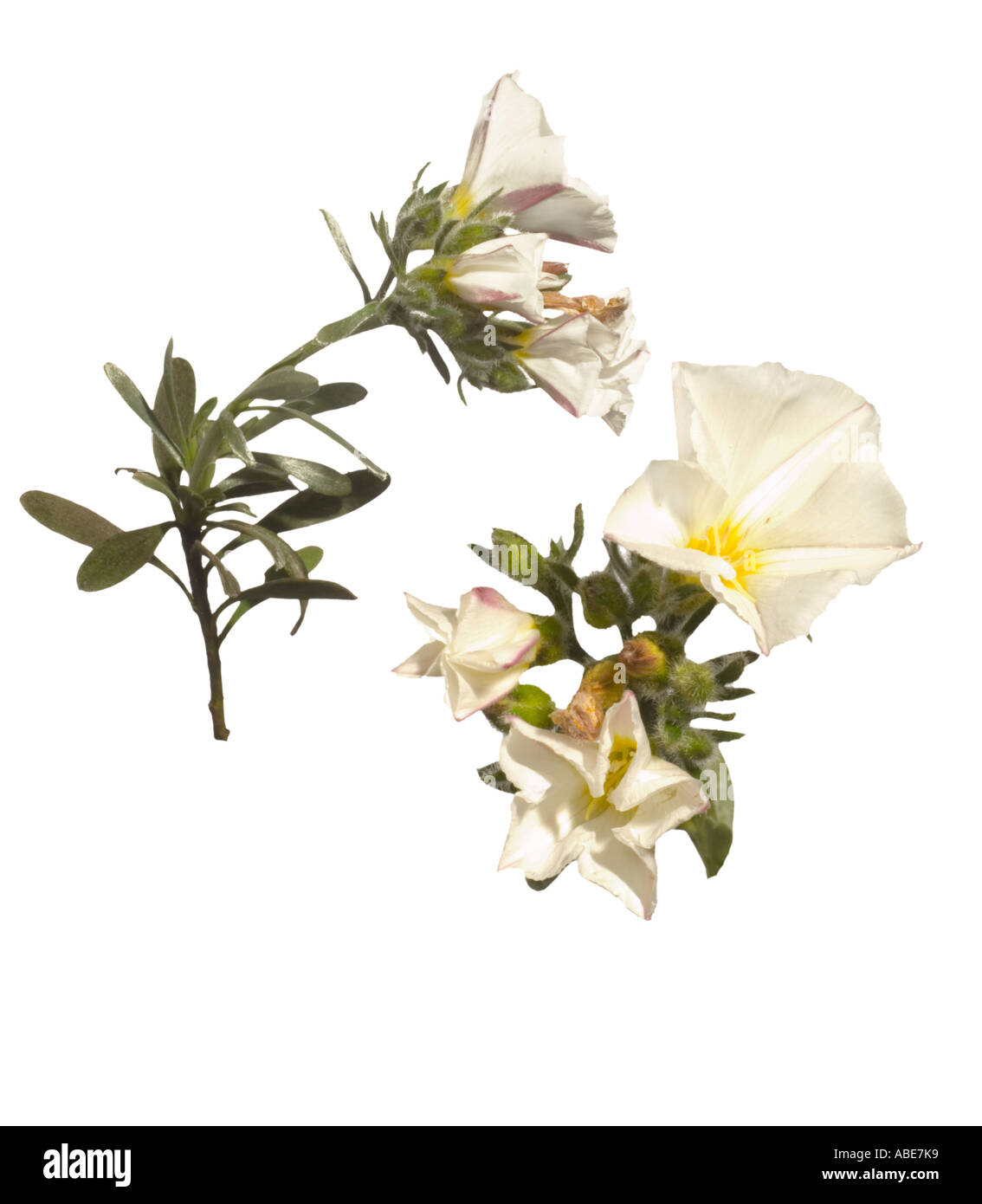 Convulvulus cneorum. Whole plant Surrey England May Stock Photo - Alamy