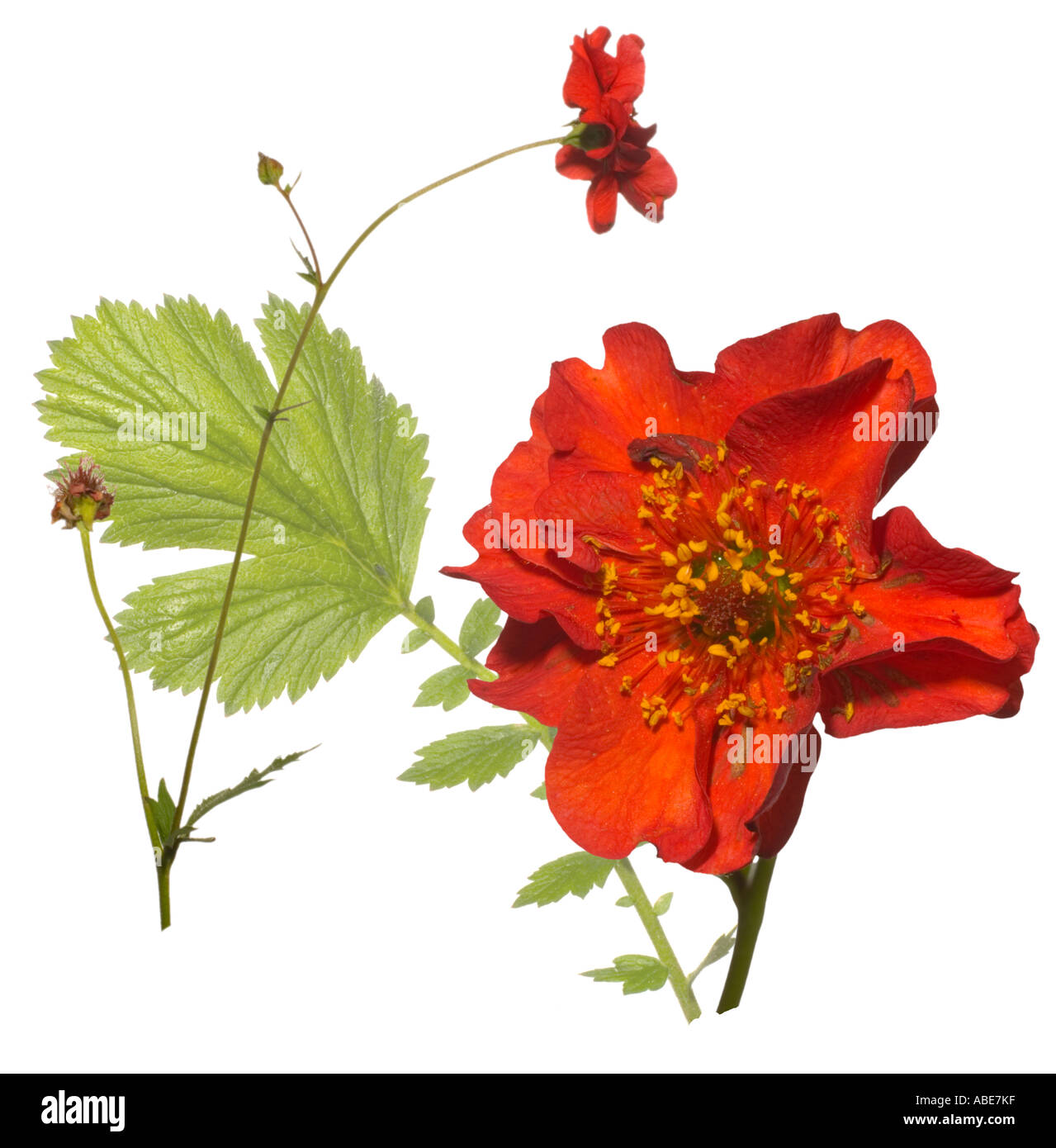 Geum, Mrs Bradshaw. Full plant Macro flowerhead Leaf Surrey England ...