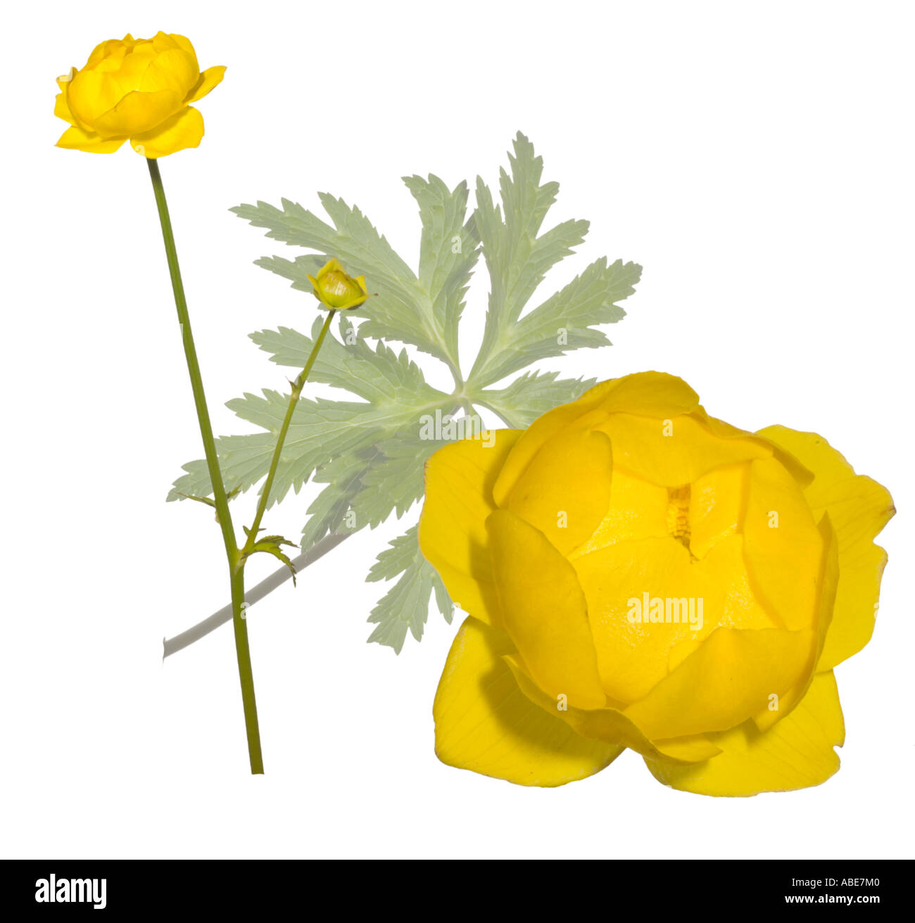 Trollius cultorum hi-res stock photography and images - Alamy