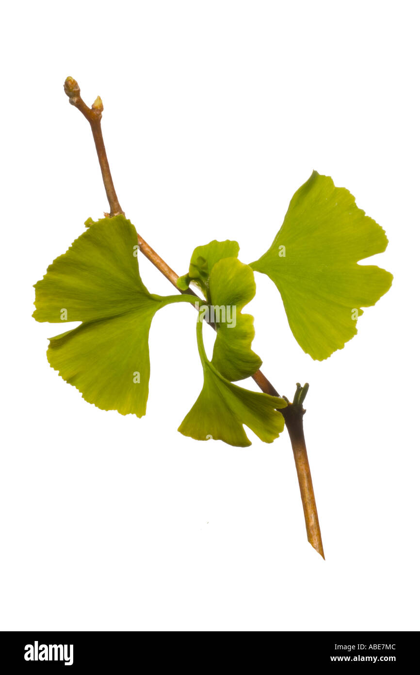 Maidenhair or Ginkgo tree leaves Unusual leaf shapes Surrey England May ...