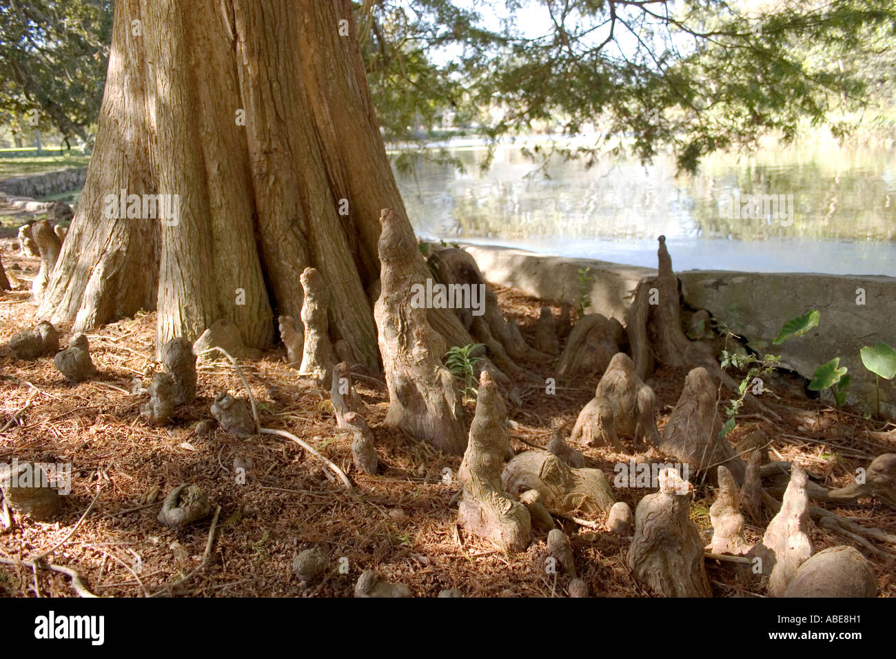 Louisiana cypress knees hi-res stock photography and images - Alamy