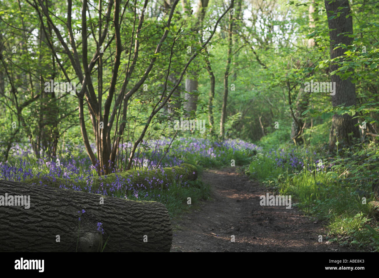 Burbage common spring hi-res stock photography and images - Alamy