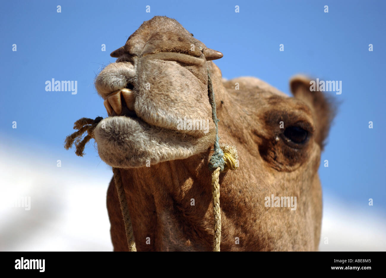 Camels whiskers hi-res stock photography and images - Alamy