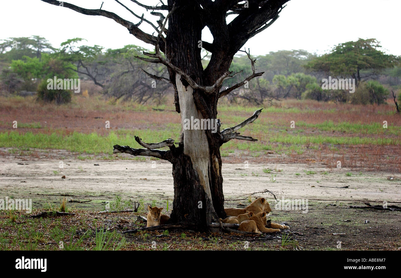 A family of lions shelter under a tree Stock Photo - Alamy