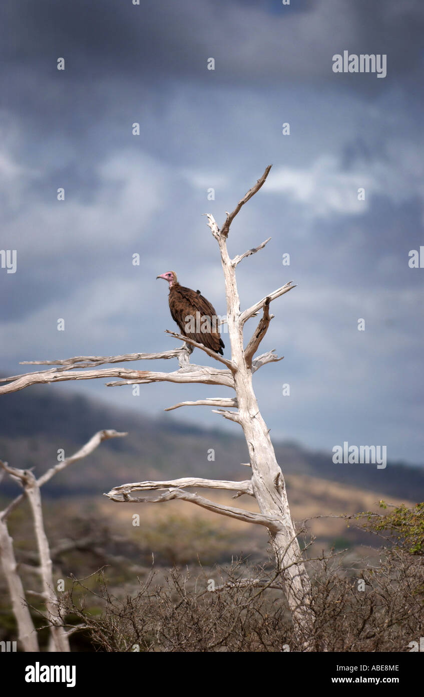 Lone ugly tree hi-res stock photography and images - Alamy