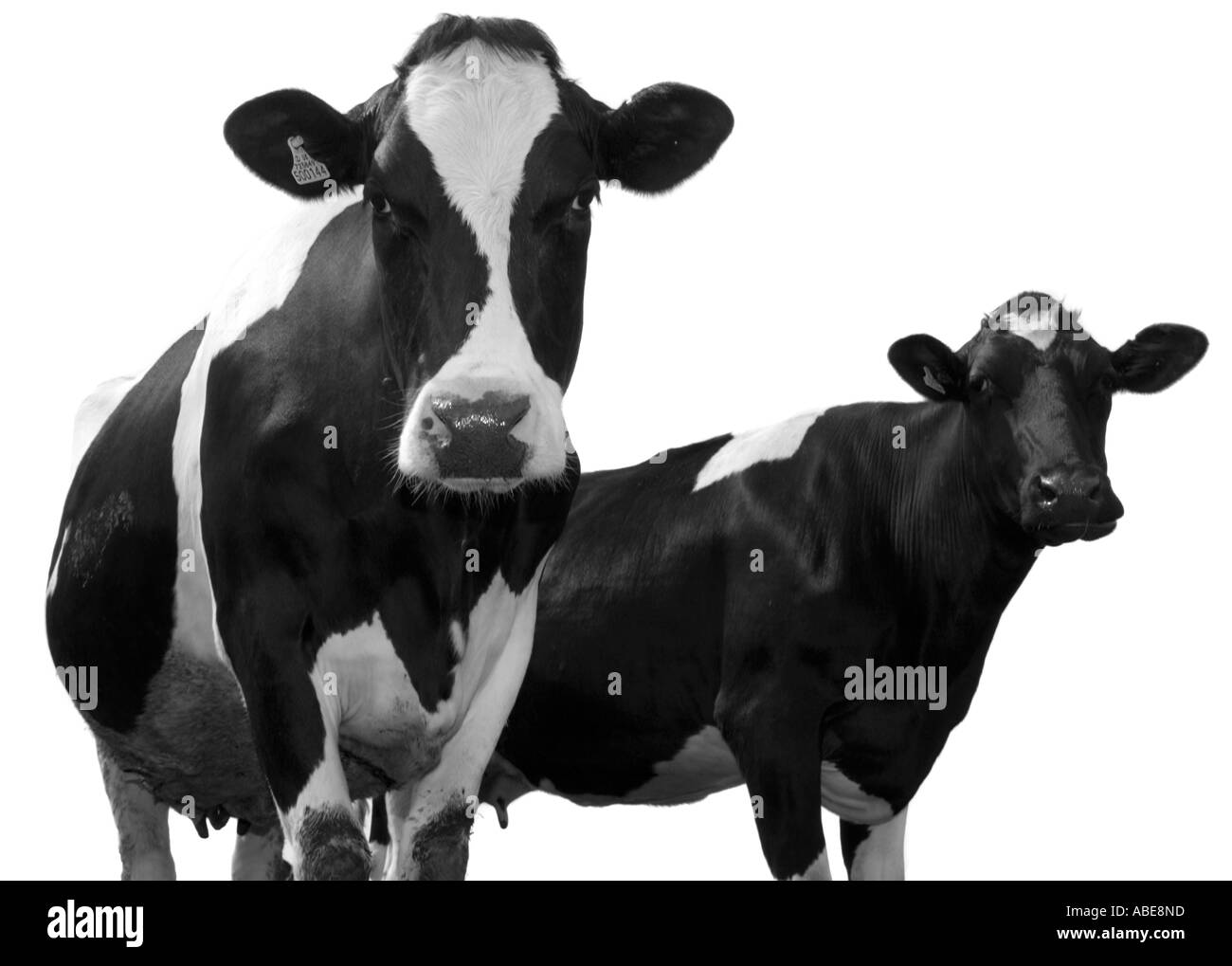 Friesian Cows, South Wales Stock Photo - Alamy