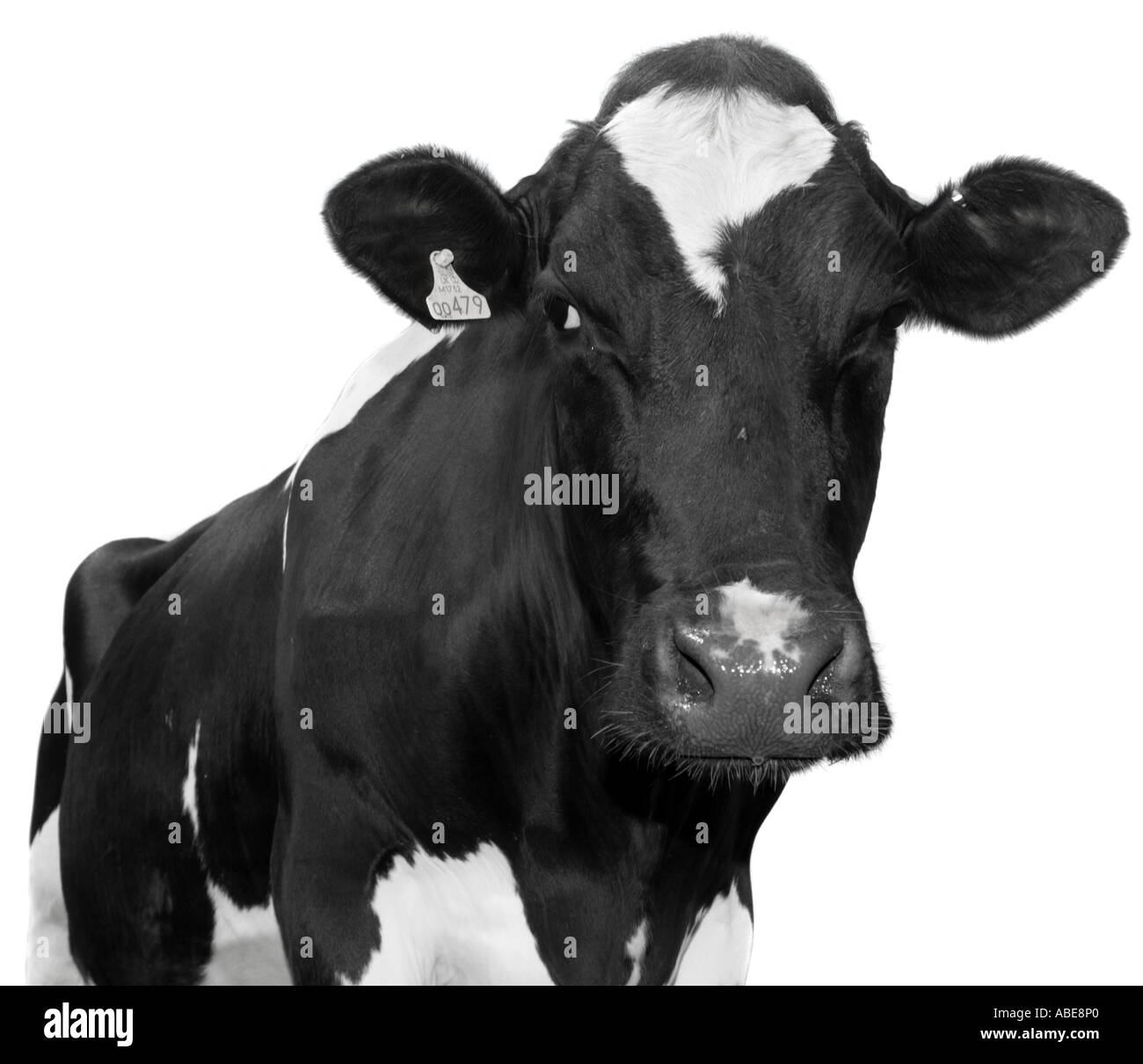 Black white holstein friesian Black and White Stock Photos & Images - Alamy