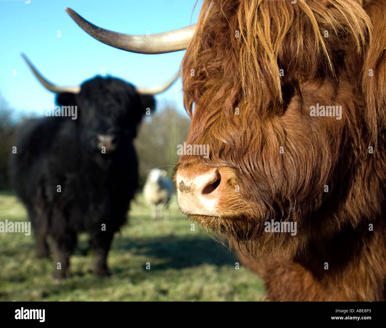 Black and red Highland Cows Stock Photo - Alamy