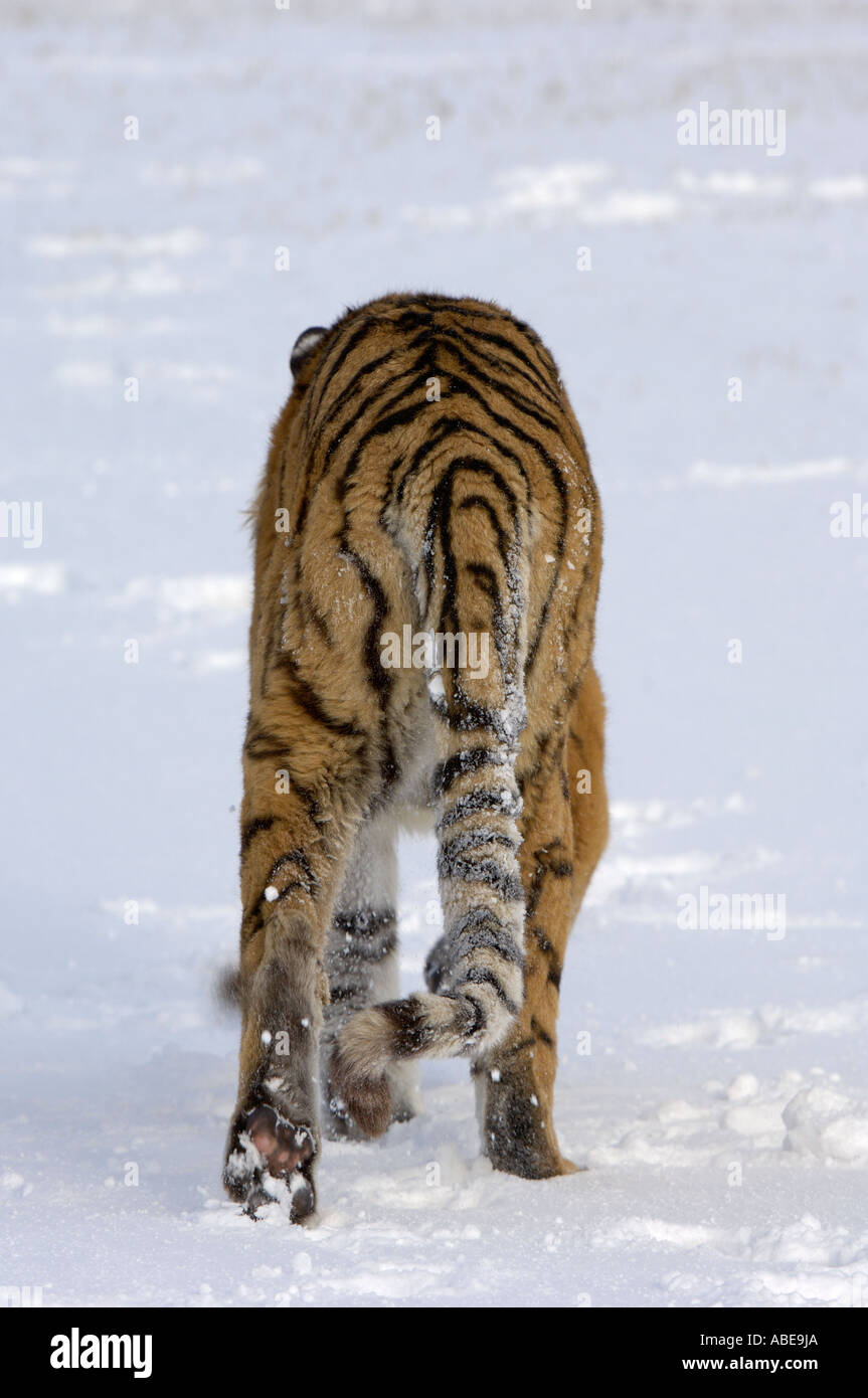 Siberian Tiger Panthera tigris altaica walking through snow rear view captive USA Stock Photo ...