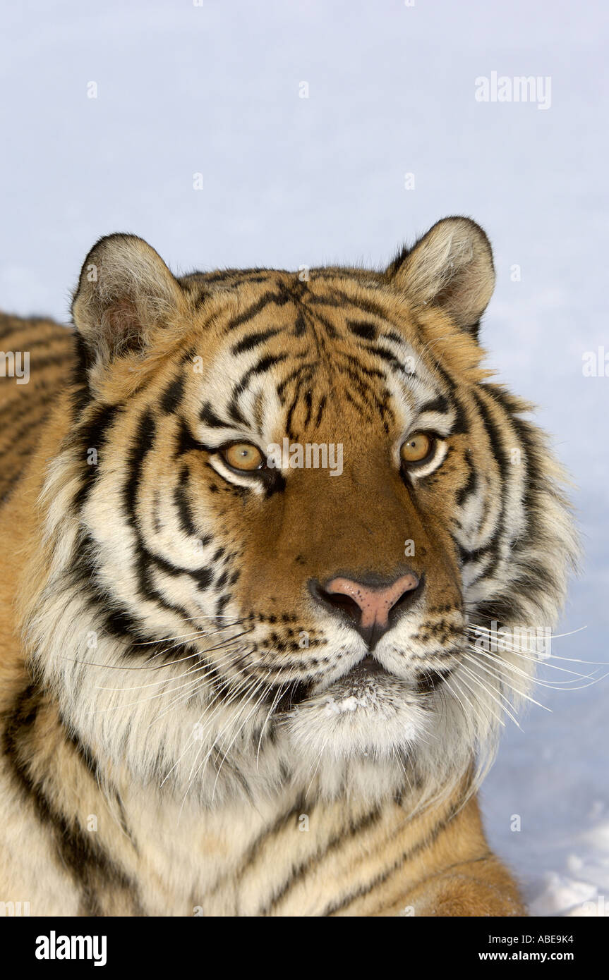 Tiger head hi-res stock photography and images - Alamy