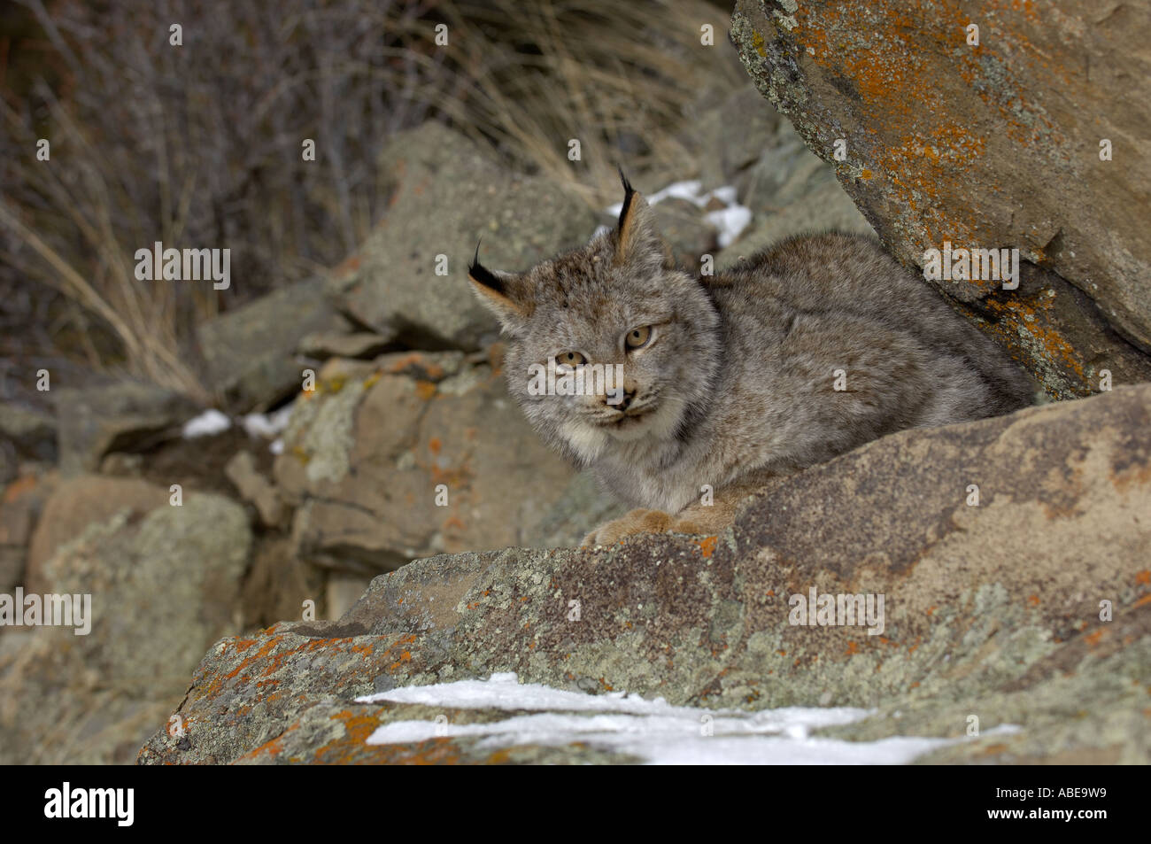 Canadian lynx feet hi-res stock photography and images - Alamy