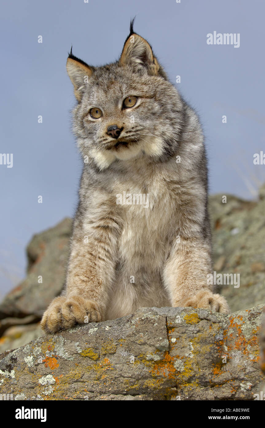 Canadian lynx feet hi-res stock photography and images - Alamy