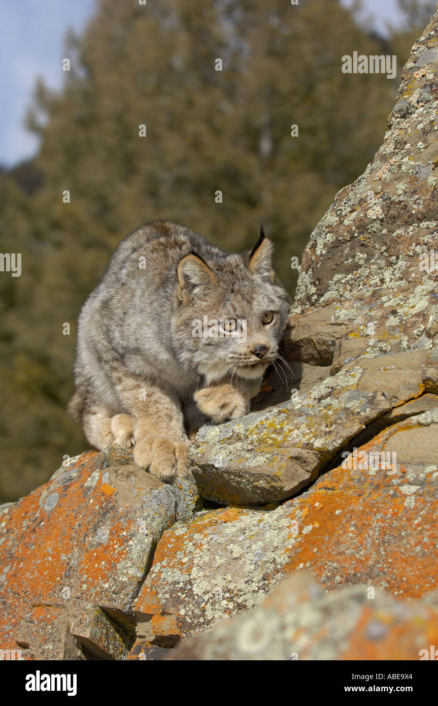 Lynx feet hi-res stock photography and images - Alamy