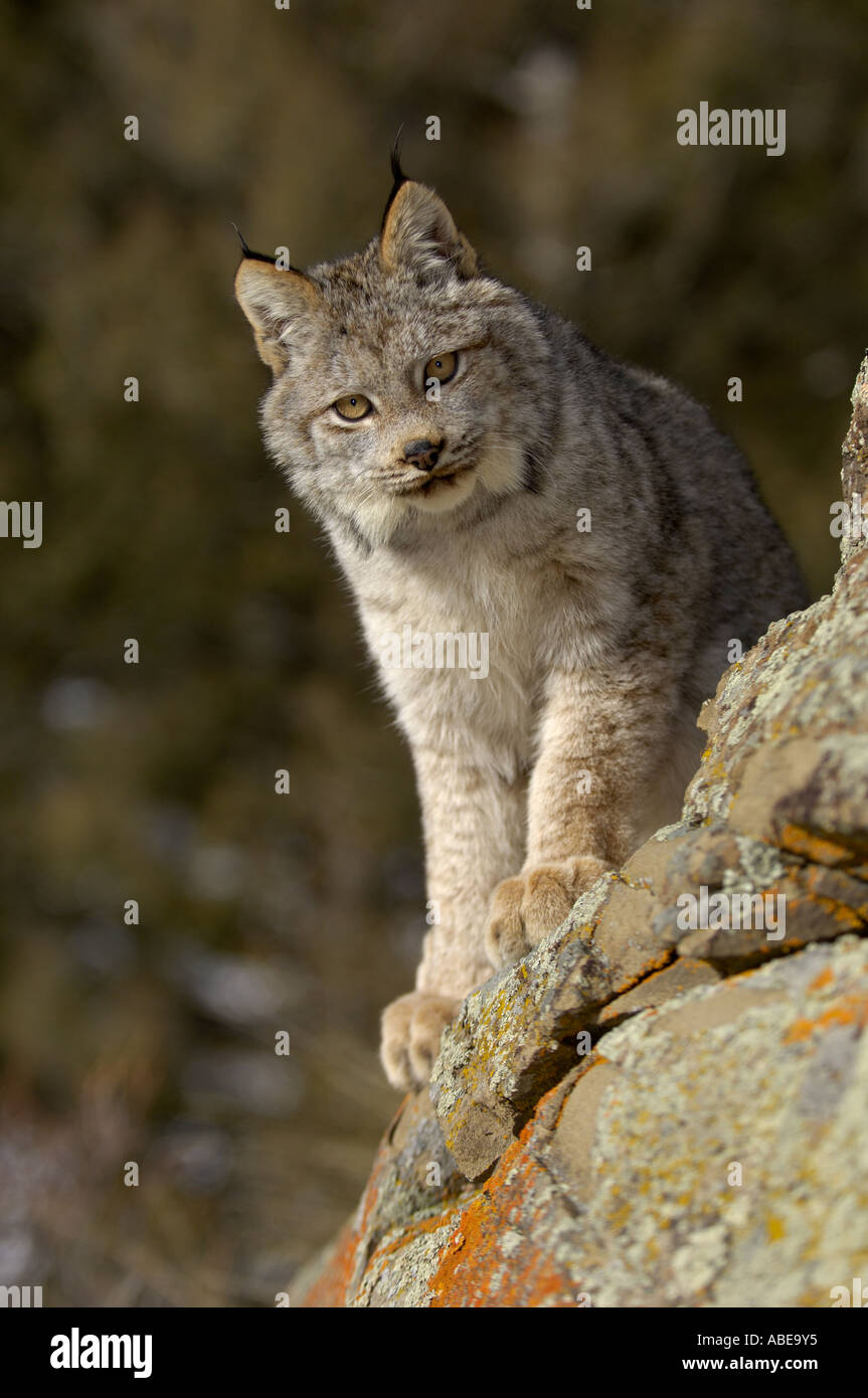 Canadian Lynx Lynx canadensis standing on rocks looking down USA Stock ...