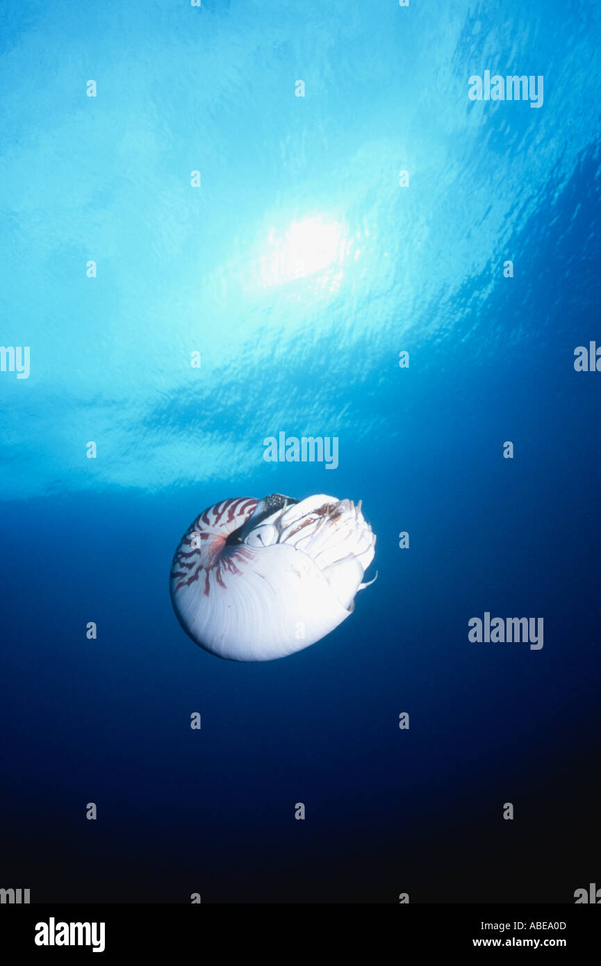 Live Chambered Nautilus Shell, Nautilus pompilius, also known as Pearly ...
