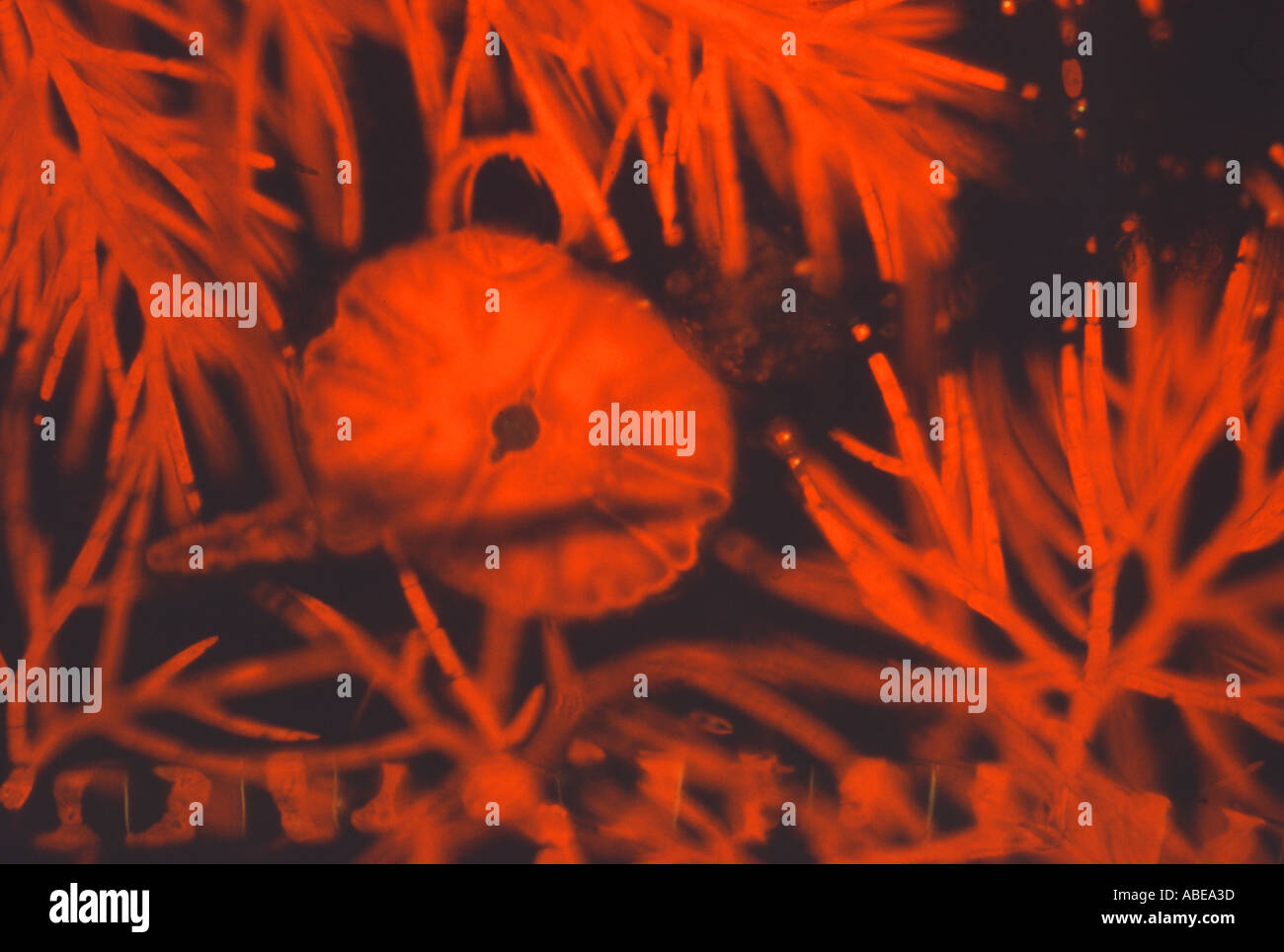 Fluorescence microscopy hi-res stock photography and images - Alamy