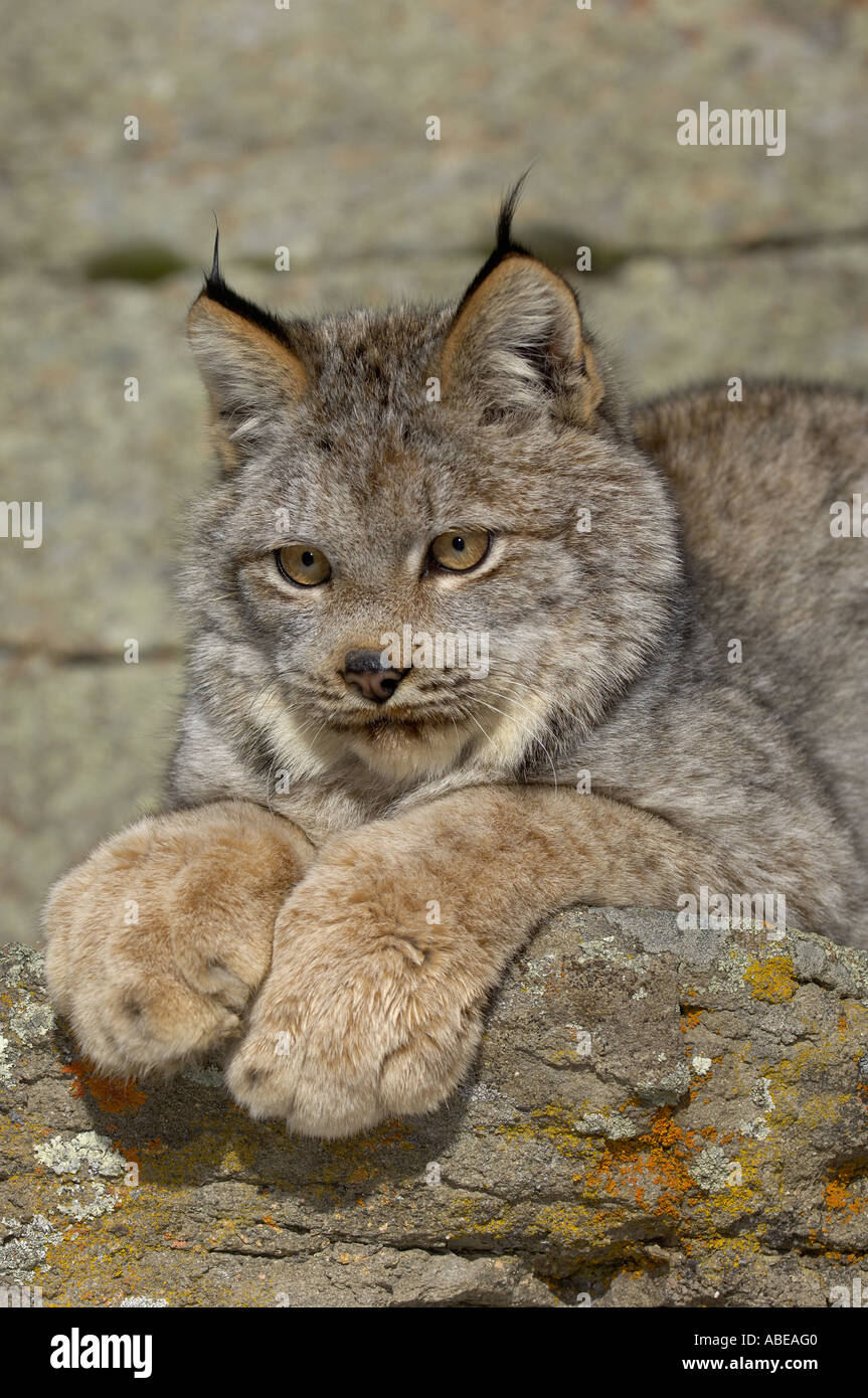 Canadian Lynx Lynx canadensis showing big feet USA Stock Photo - Alamy
