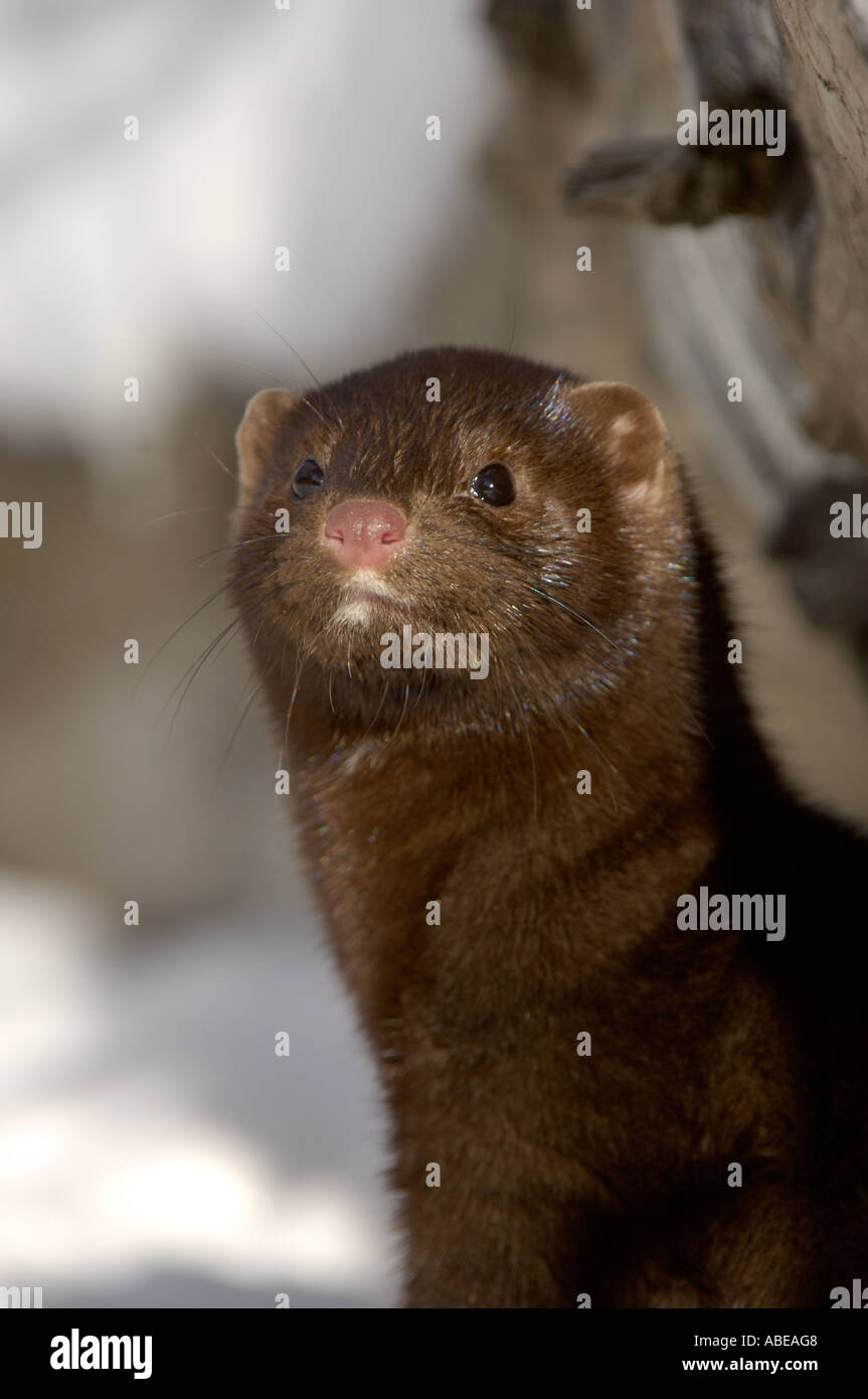 American Mink Mustela vison portrait Montana USA Stock Photo - Alamy