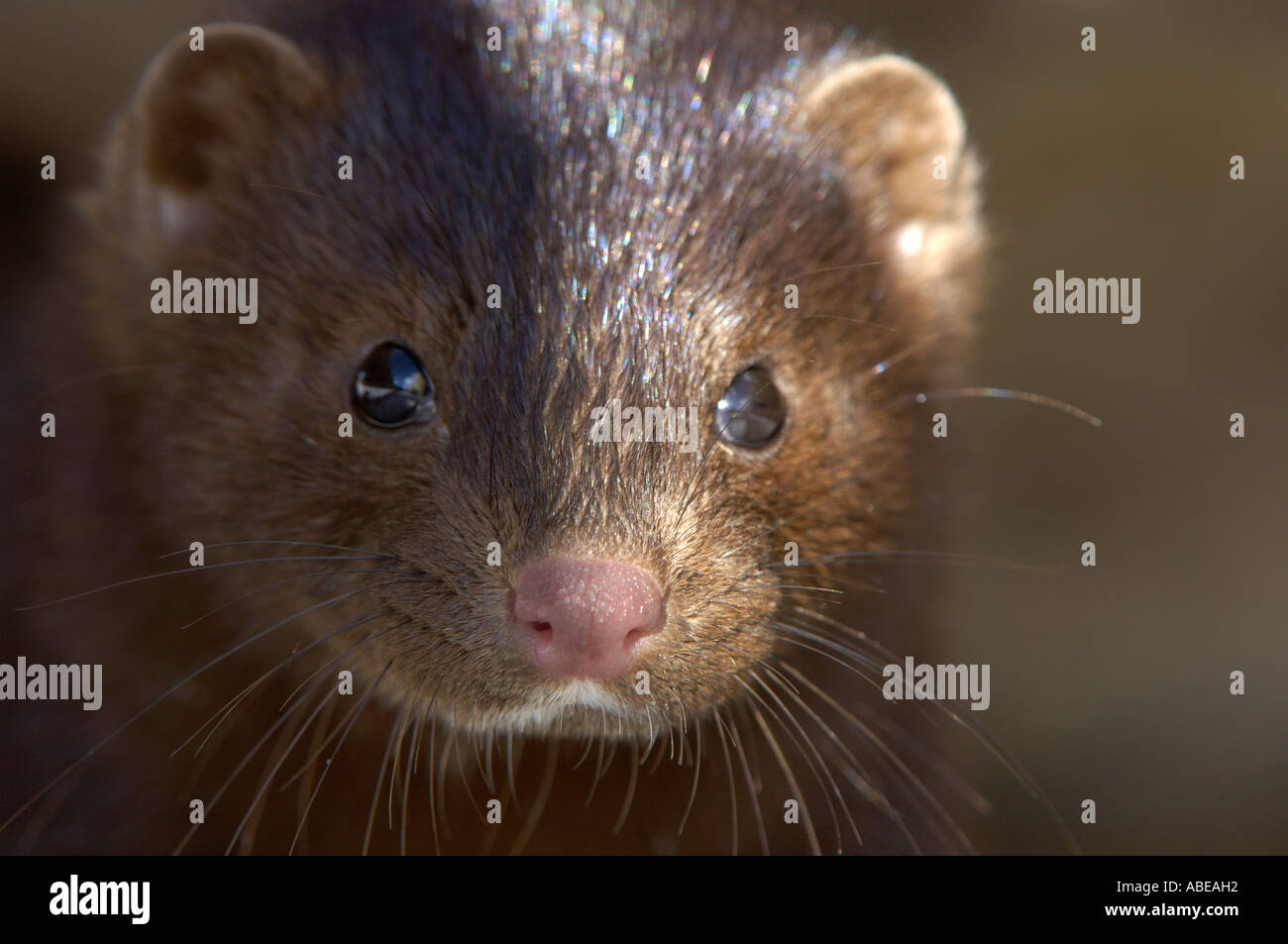 American Mink Mustela vison close up of face Montana USA Stock Photo ...
