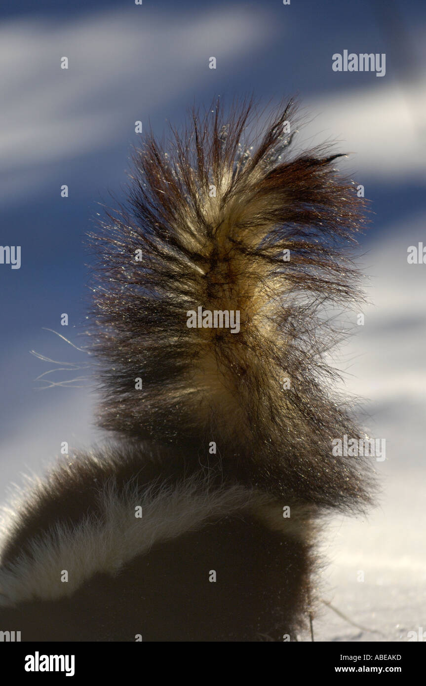 Striped Skunk Mephitis mephitis close up of raised tail Montana USA ...