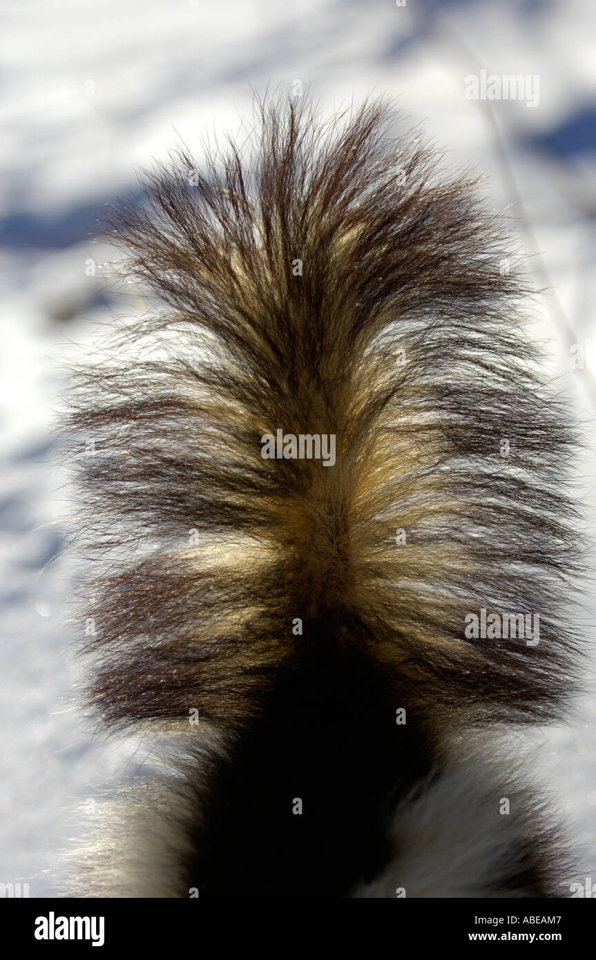 Striped Skunk Mephitis mephitis close up of raised tail Montana USA ...