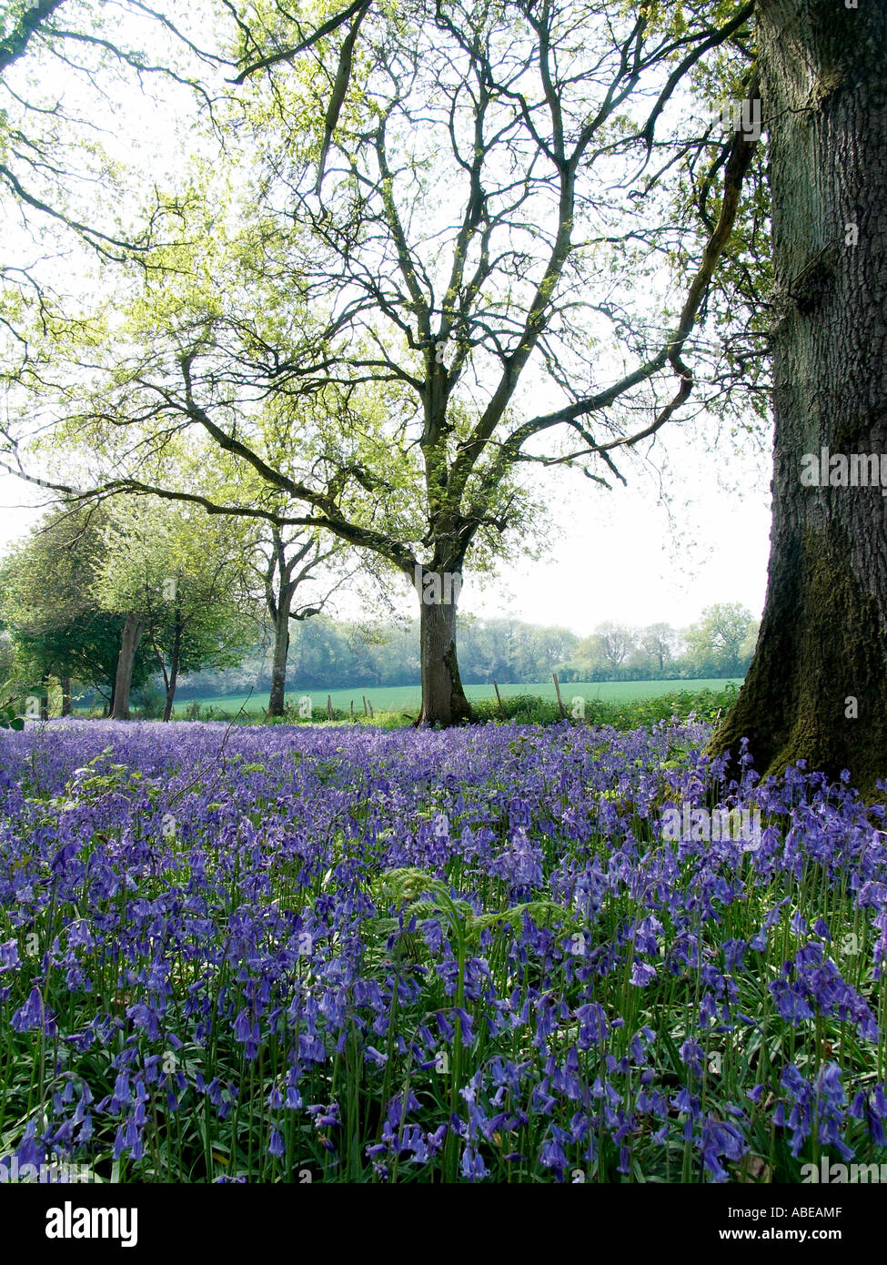 Blue bells by the roadside on the Hampshire wiltshire border Stock ...