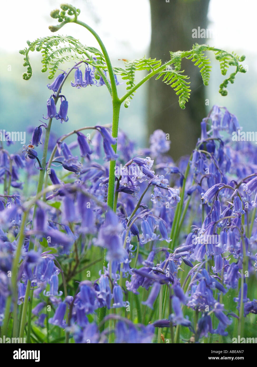 Blue bells by the roadside on the Hampshire wiltshire border Stock ...