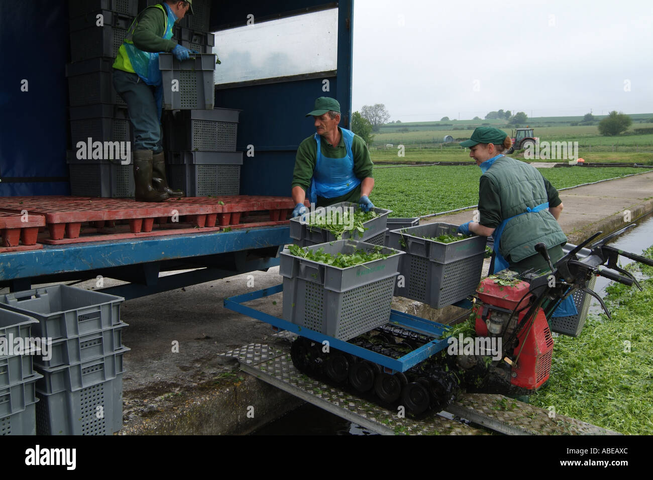 Watercress farming team of workers pack fresh cress ready for packaging ...