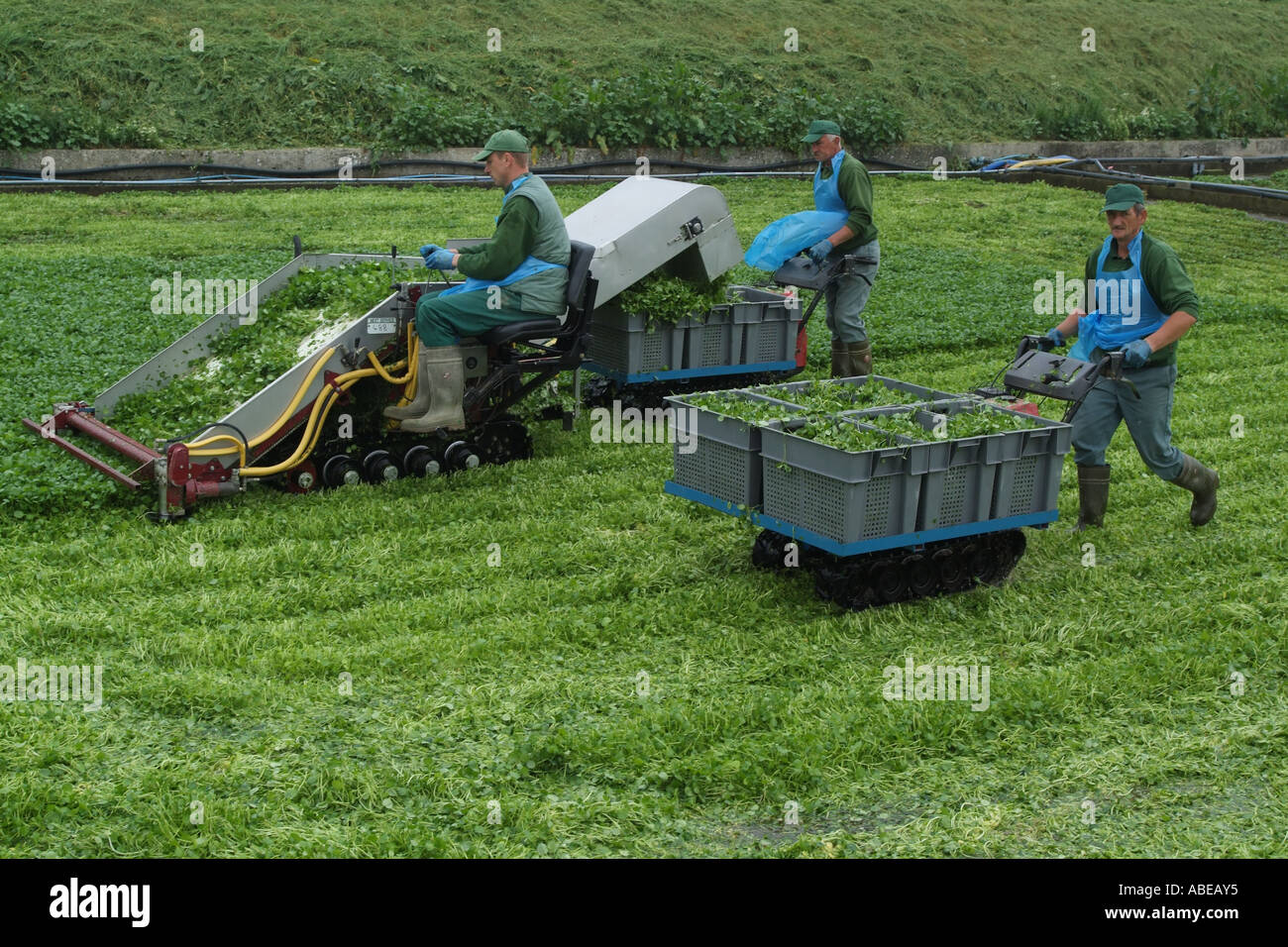 Watercress field england hampshire hi-res stock photography and images ...