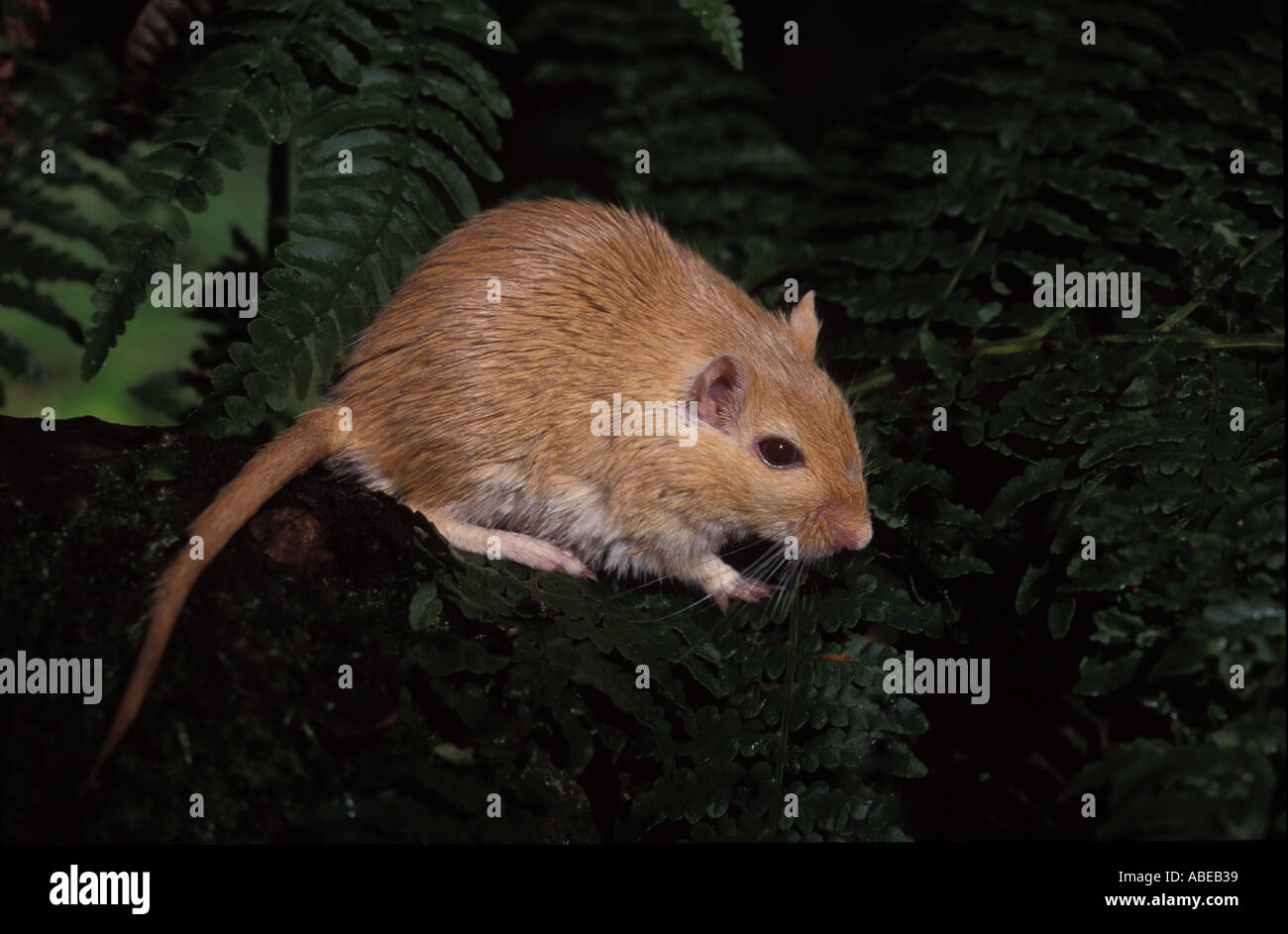 Gerbillus campestris hi-res stock photography and images - Alamy
