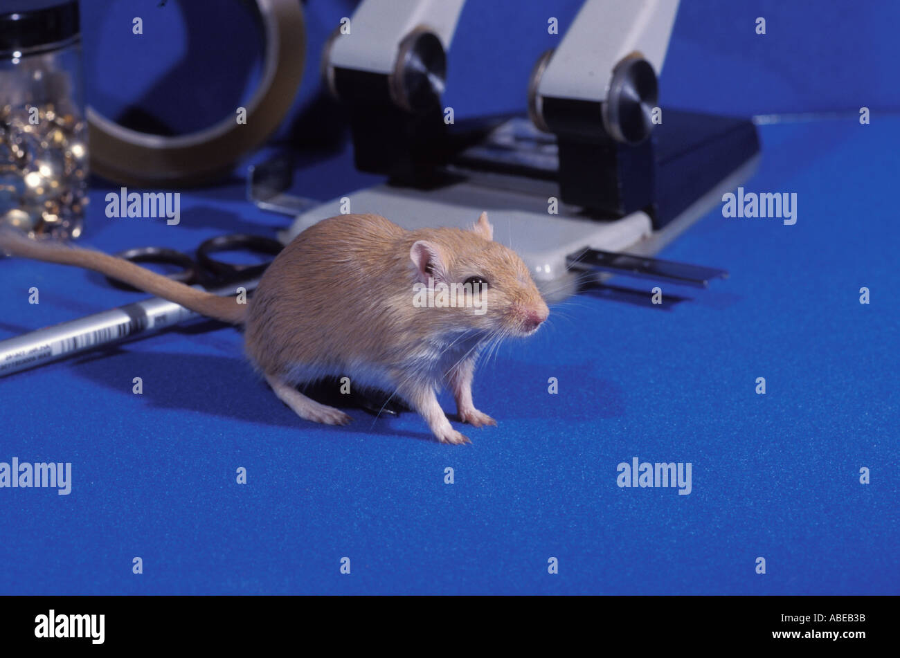 Gerbillus campestris hi-res stock photography and images - Alamy