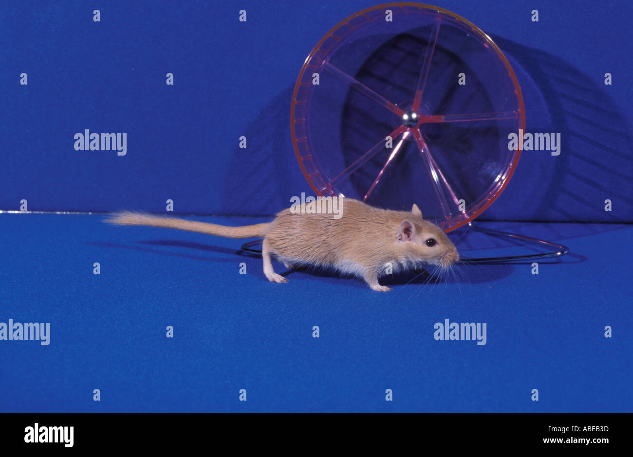 Gerbillus campestris hi-res stock photography and images - Alamy