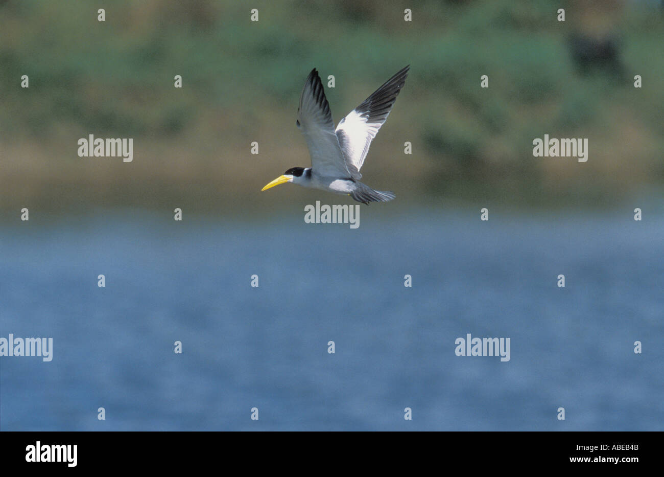 Large-billed tern, Phaetusa simplex, single bird in flight, Brazil ...