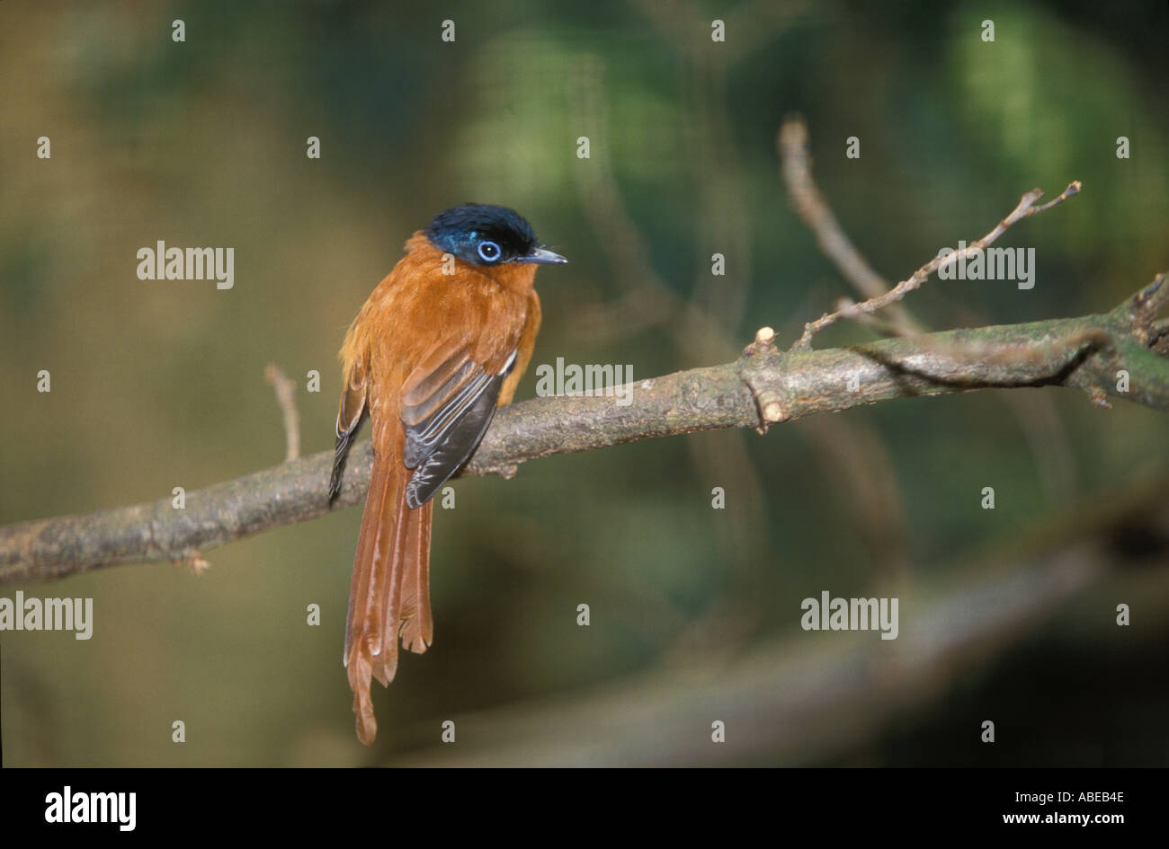 MADAGASCAR PARADISE FLYCATCHER Terpsiphone mutata Stock Photo - Alamy