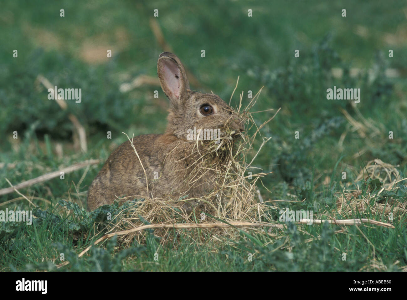 RABBIT Oryctolagus cuniculus Stock Photo - Alamy